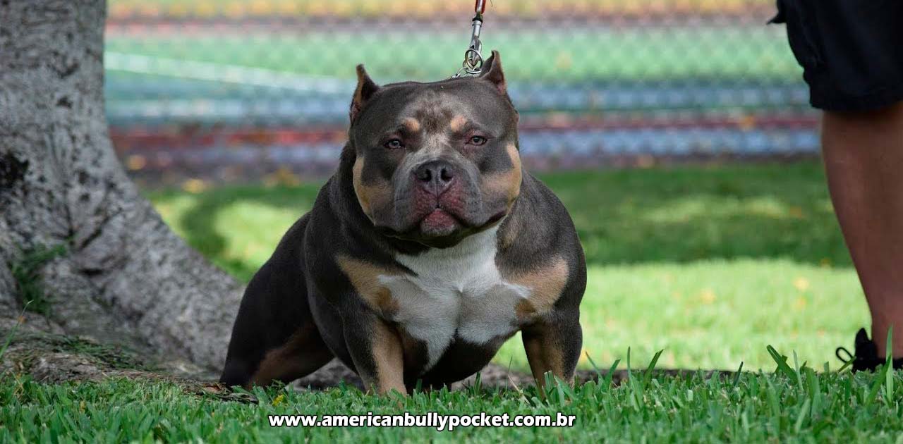 Tudo sobre o American Bully Pocket - Pocket Bully